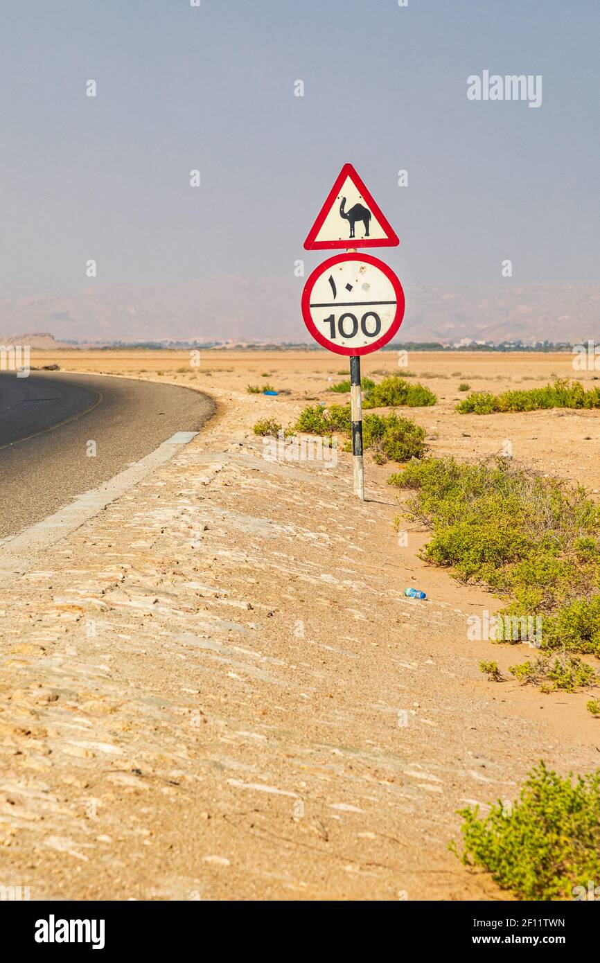 Middle East, Arabian Peninsula, Oman, Al Batinah South, Sur. Camel ...