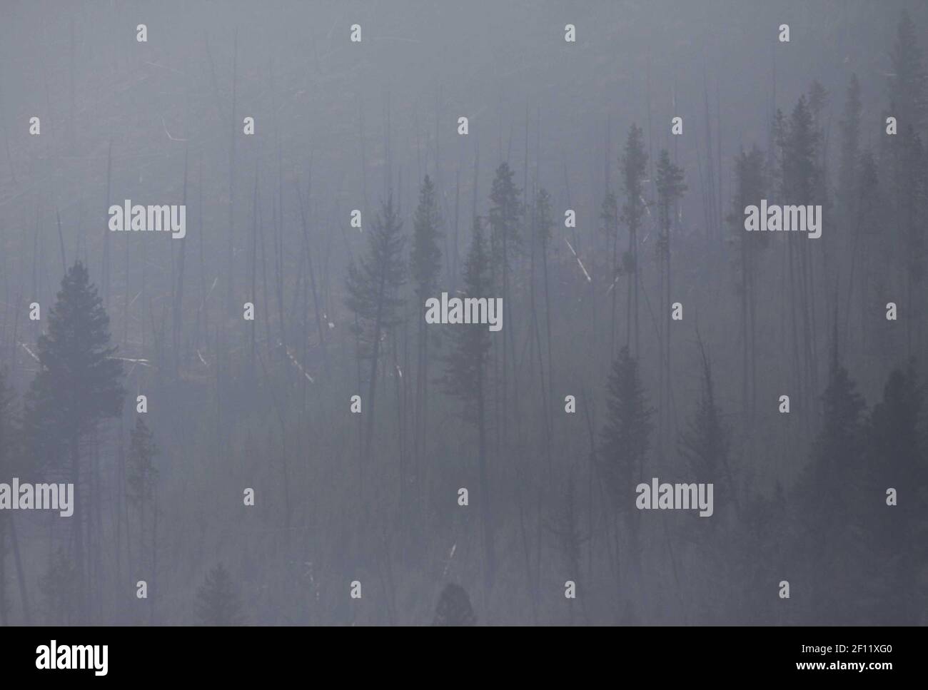 28 September 2009 - Yellowstone, WY - Thick smoke from the Arnica Fire ...
