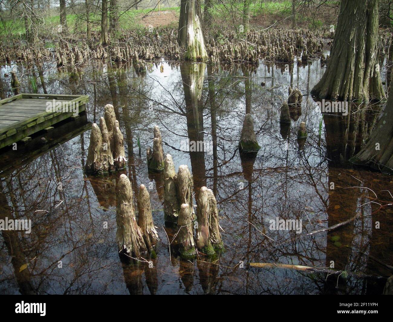 A bald cypress swamp, complete with cypress knees rising out of the ...