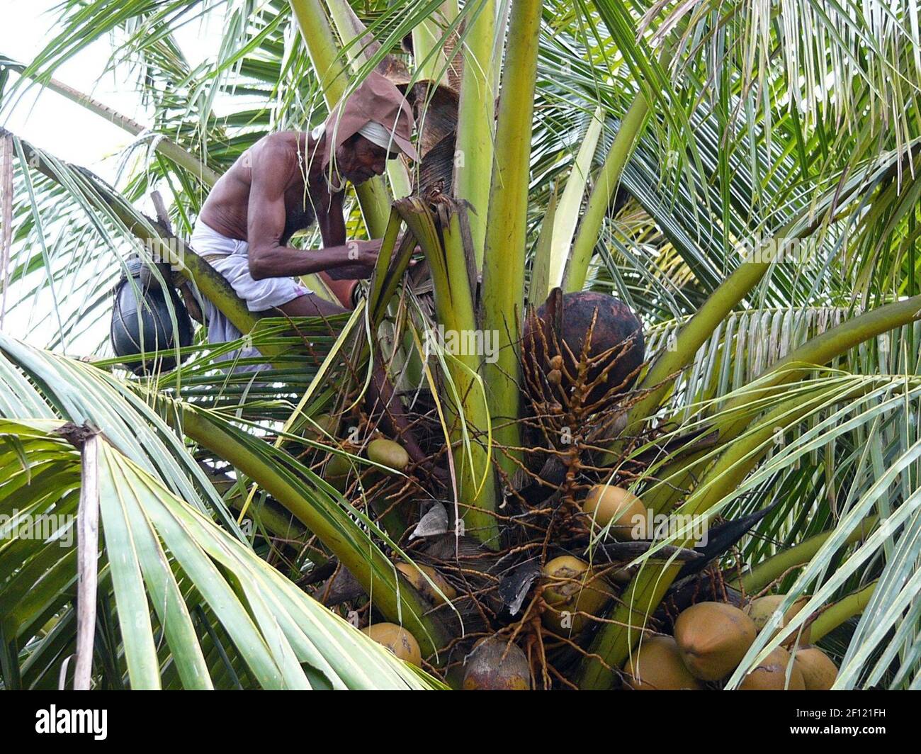 A toddy tapper extracts sap from the flower buds of a coconut tree at ...
