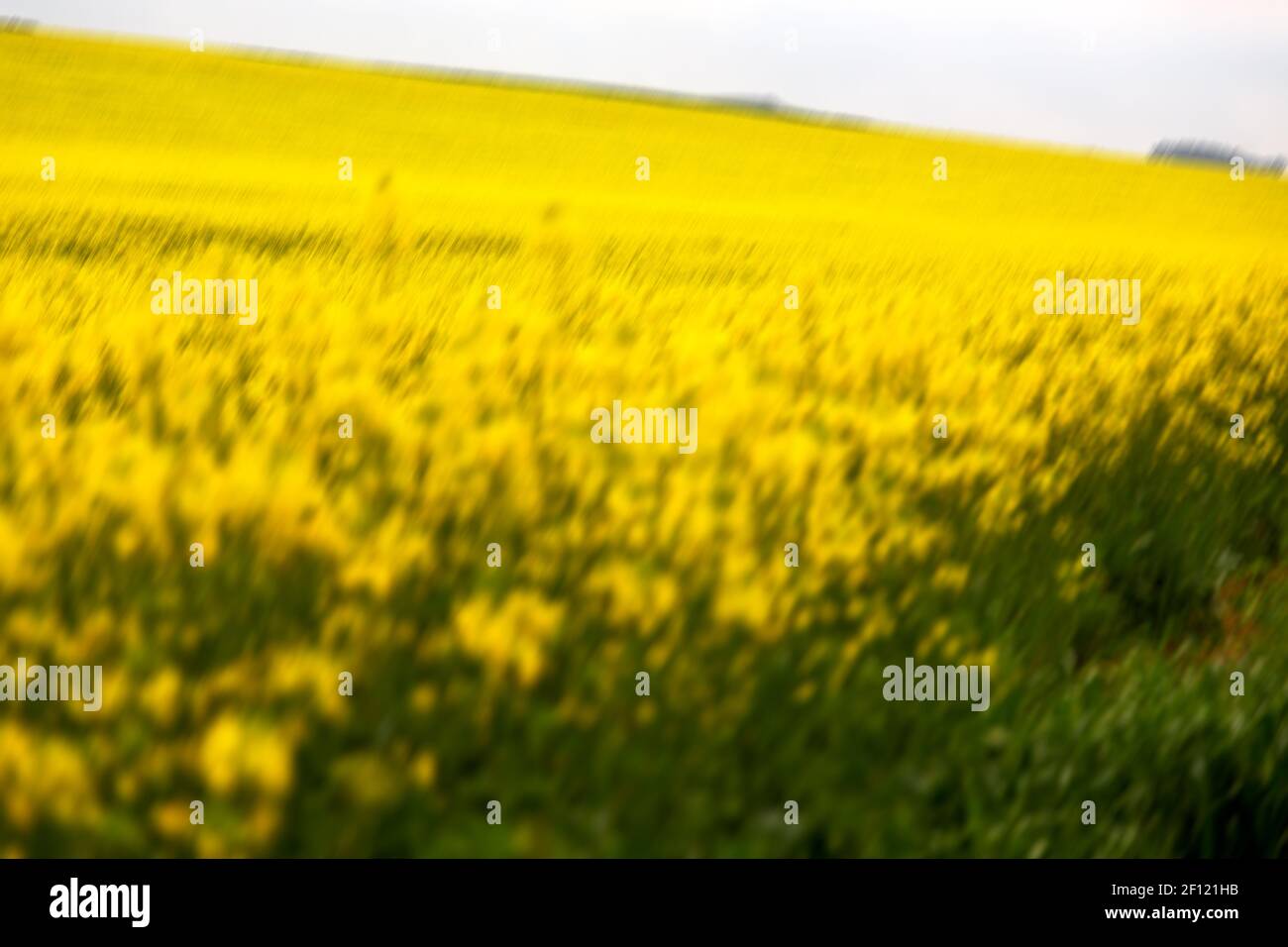 In south africa close up of the colza field Stock Photo - Alamy
