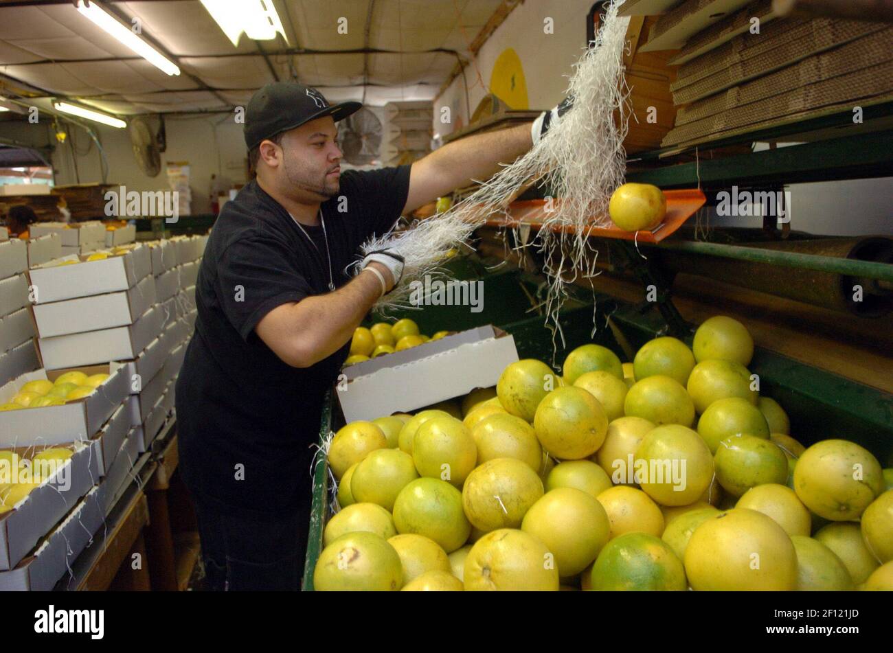 John Torres packs boxes with grapefruit and stuffing at White's Red ...