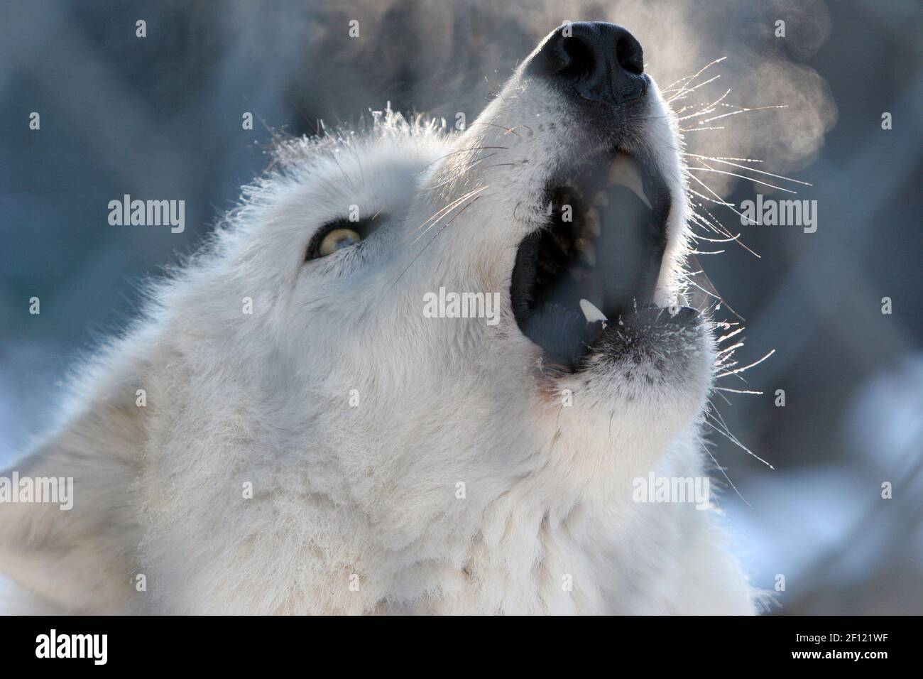 Shadow, an Arctic wolf at the International Wolf Center, howls to make ...