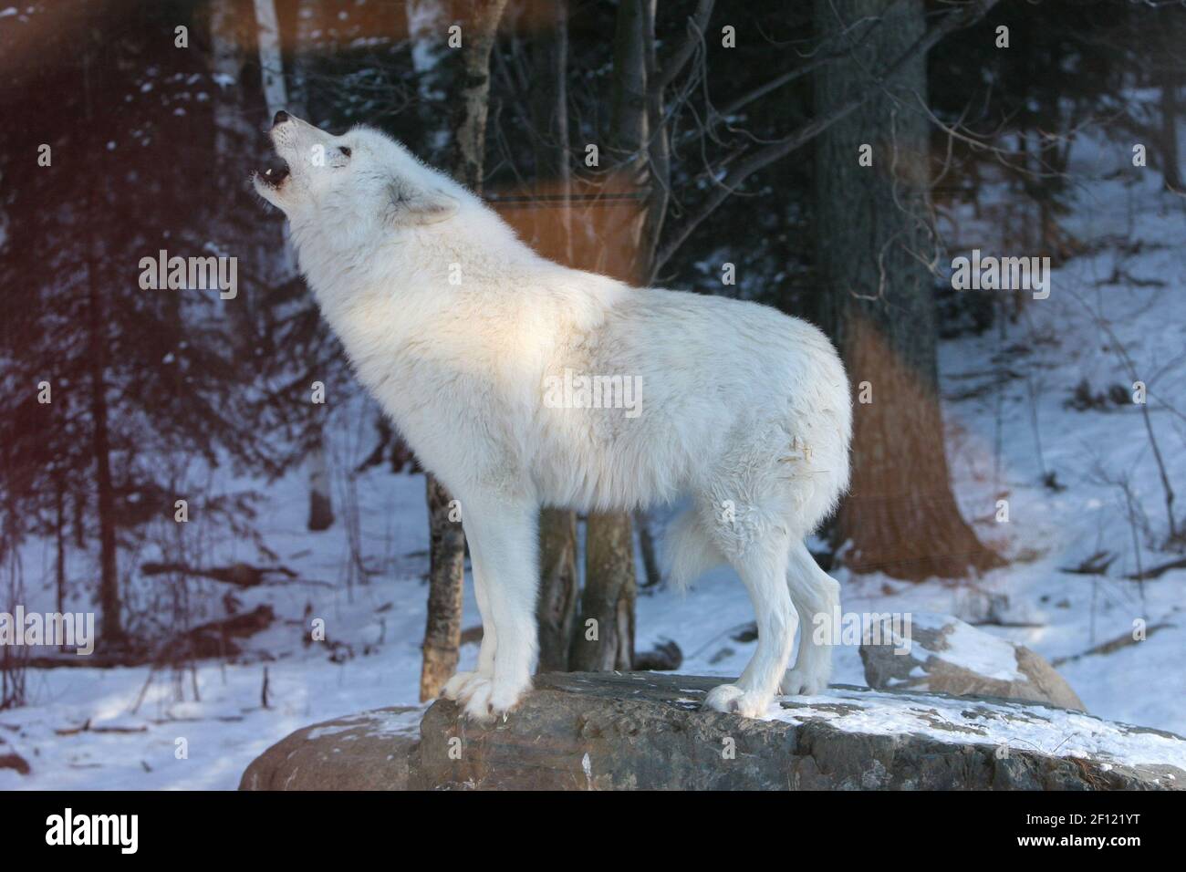 Shadow the wolf howls in distress at unwanted visitors to the ...