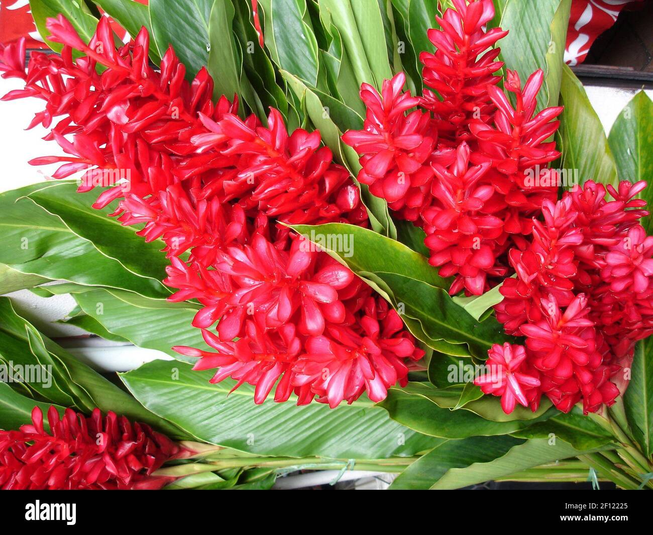Tahiti boasts several kinds of ginger in Tahiti. (Photo by Carol Leiby ...