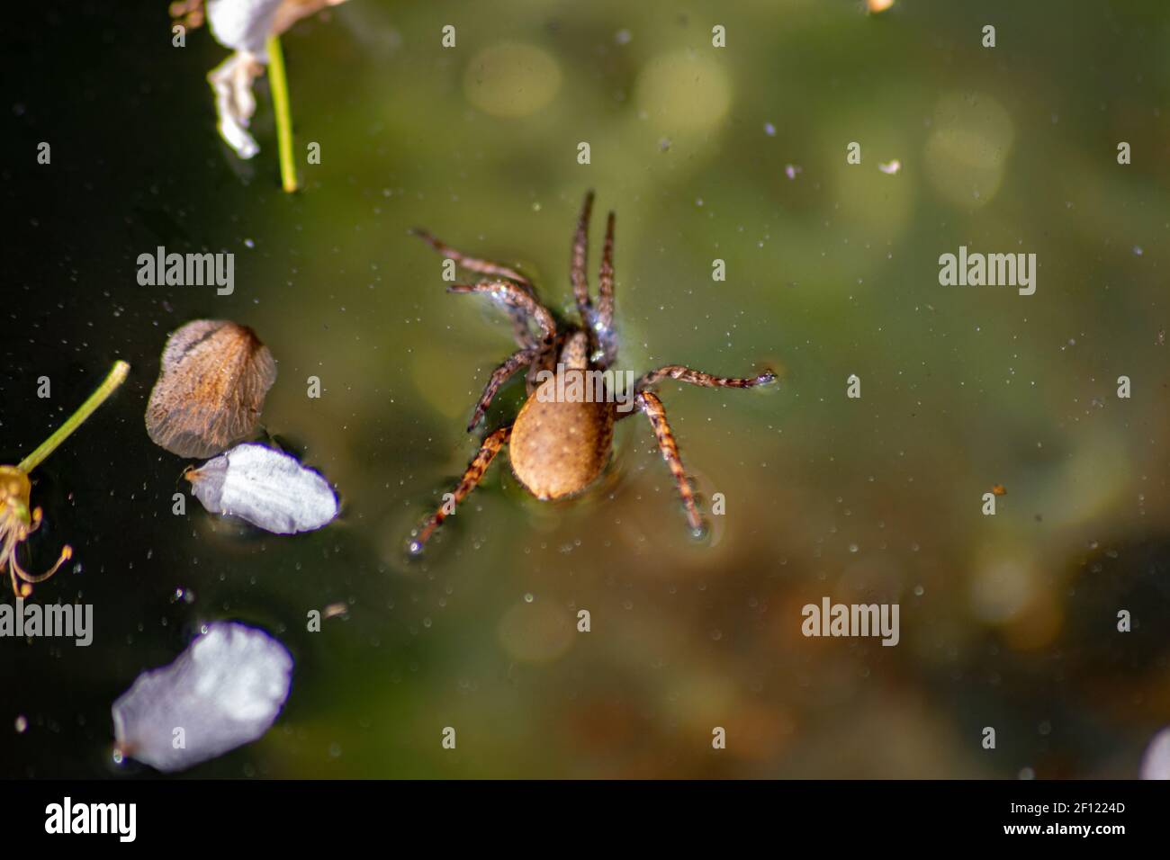 Drowning spider hi-res stock photography and images - Alamy