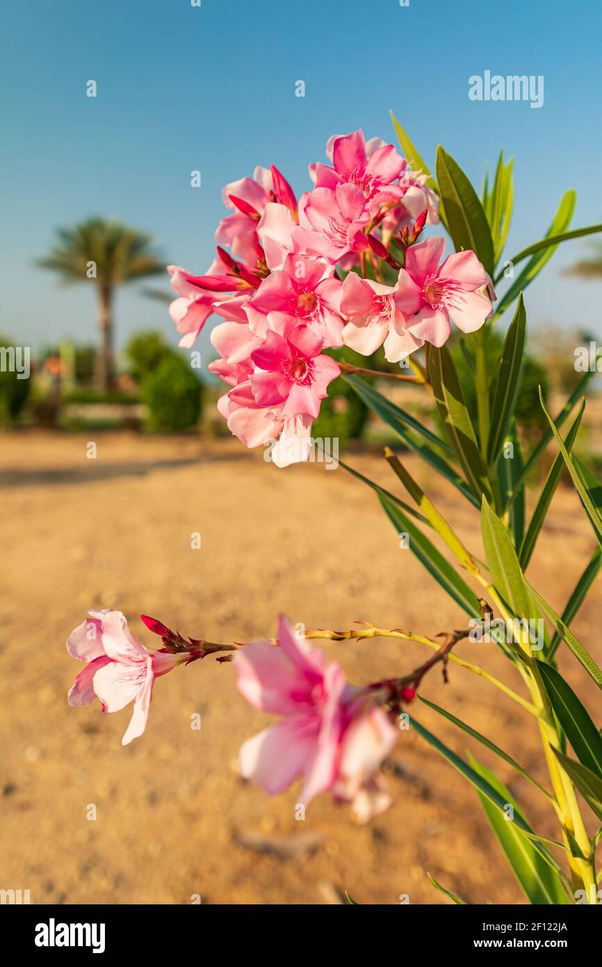 Plants of the arabian peninsula hi-res stock photography and images - Alamy