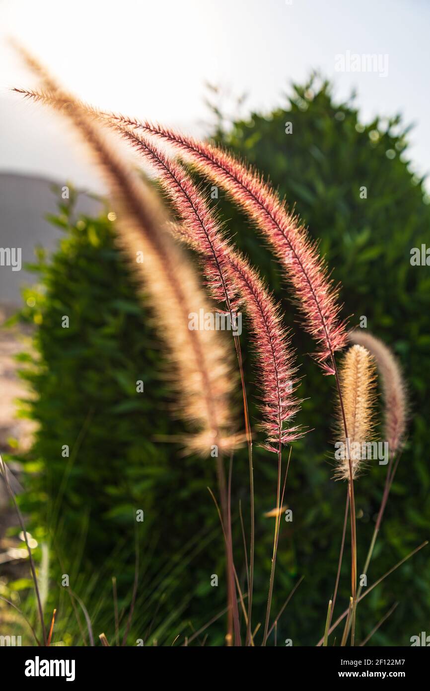 Plants of the arabian peninsula hi-res stock photography and images - Alamy