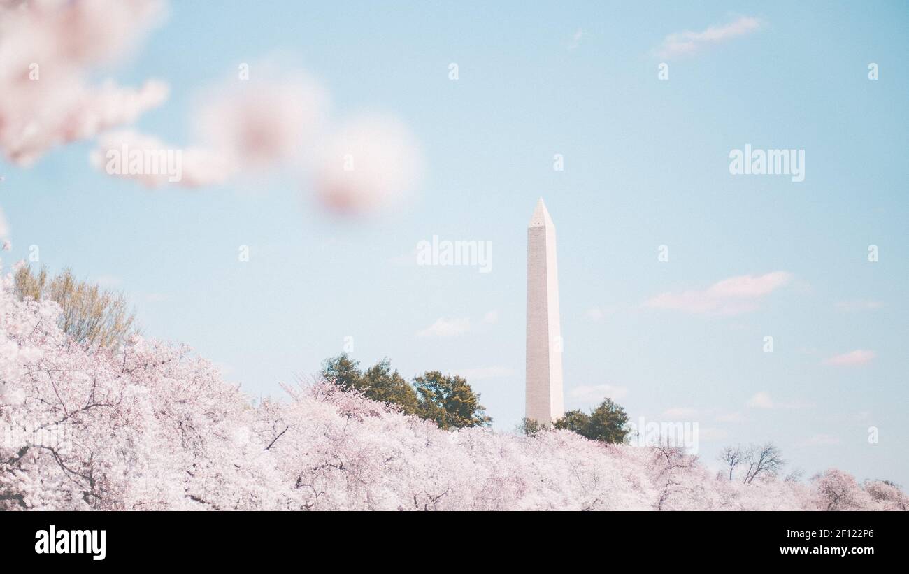 Washington dc sakura hi-res stock photography and images - Alamy