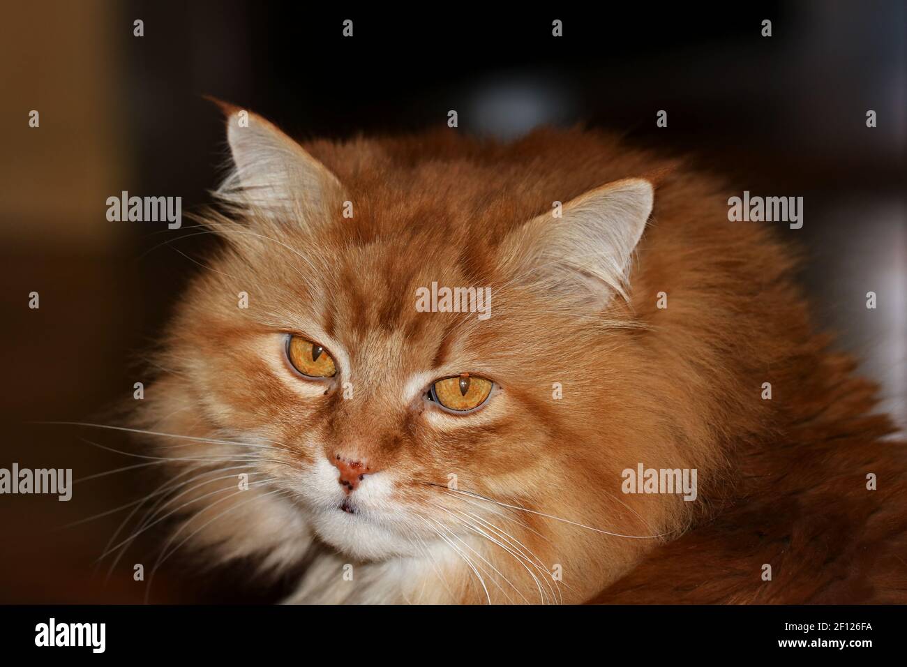 A portrait of fluffy, ginger cat Stock Photo - Alamy