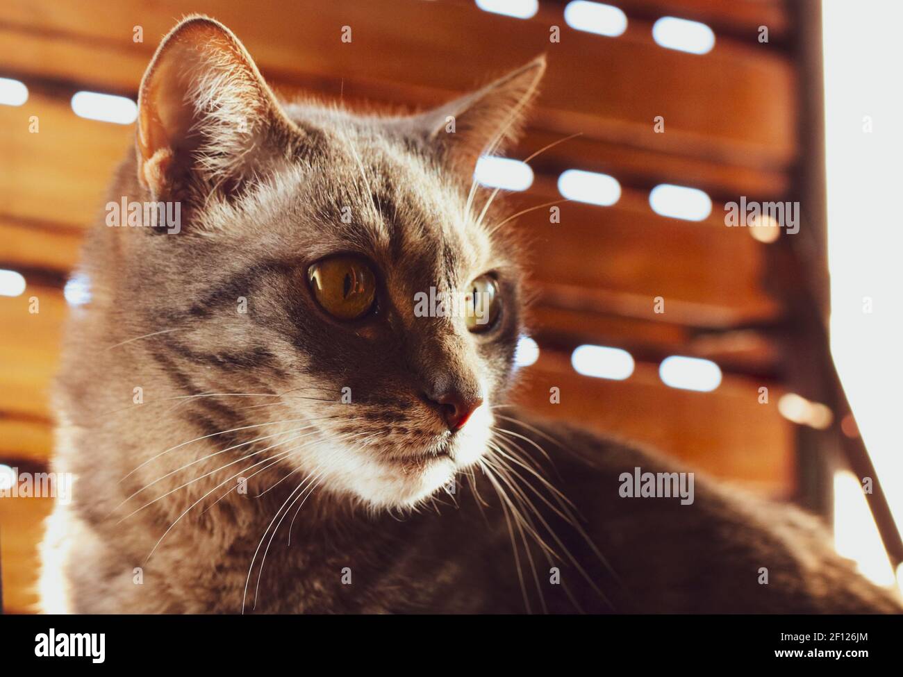 Gray tabby cats hi-res stock photography and images - Alamy