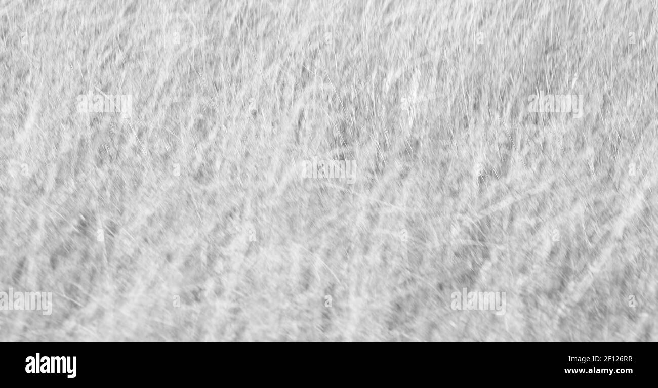 Long drought Black and White Stock Photos & Images - Alamy