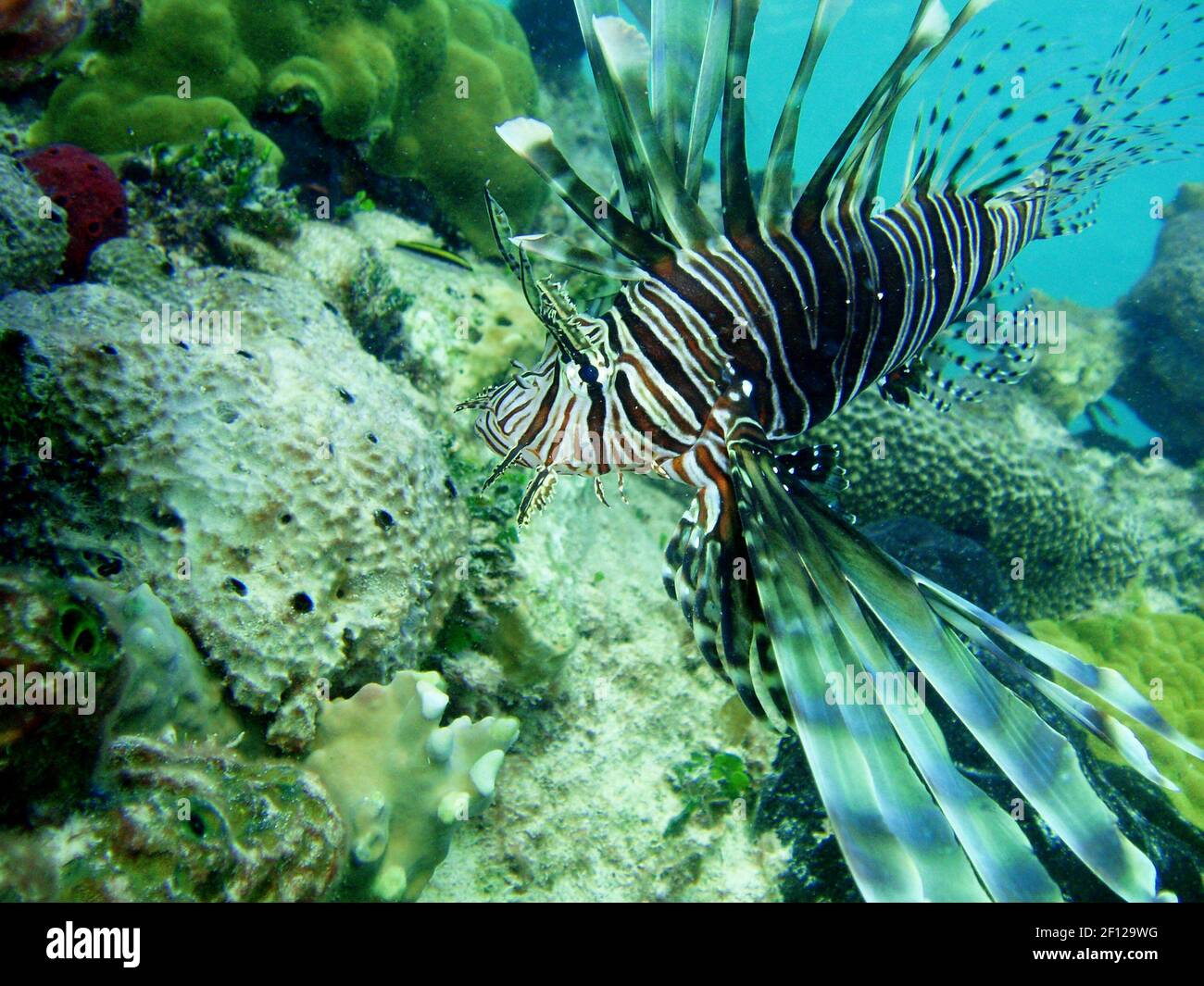 Lionfish, like this one spotted in the Bahamas, are a carnivorous, non ...