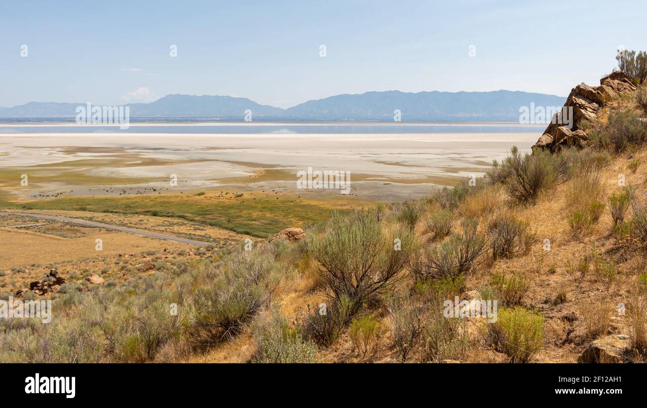 Great salt lake wildlife hi-res stock photography and images - Alamy
