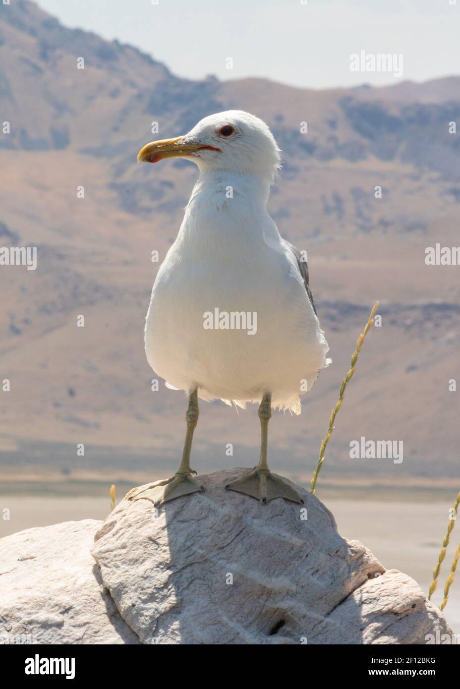 Gull guard hi-res stock photography and images - Alamy