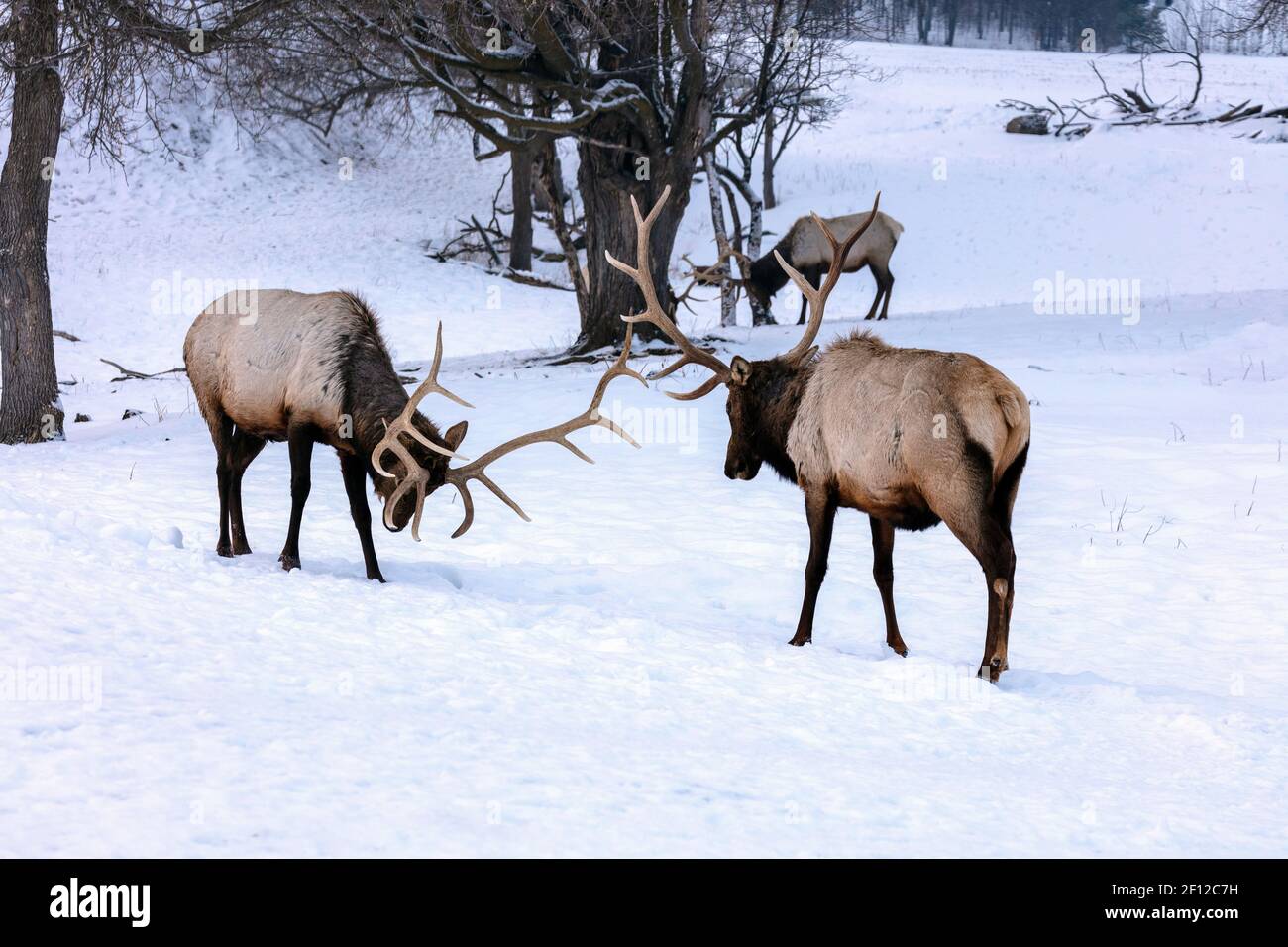 Wapiti, Bull Elk sparring, fighting behavior, (Cervus canadensis ...