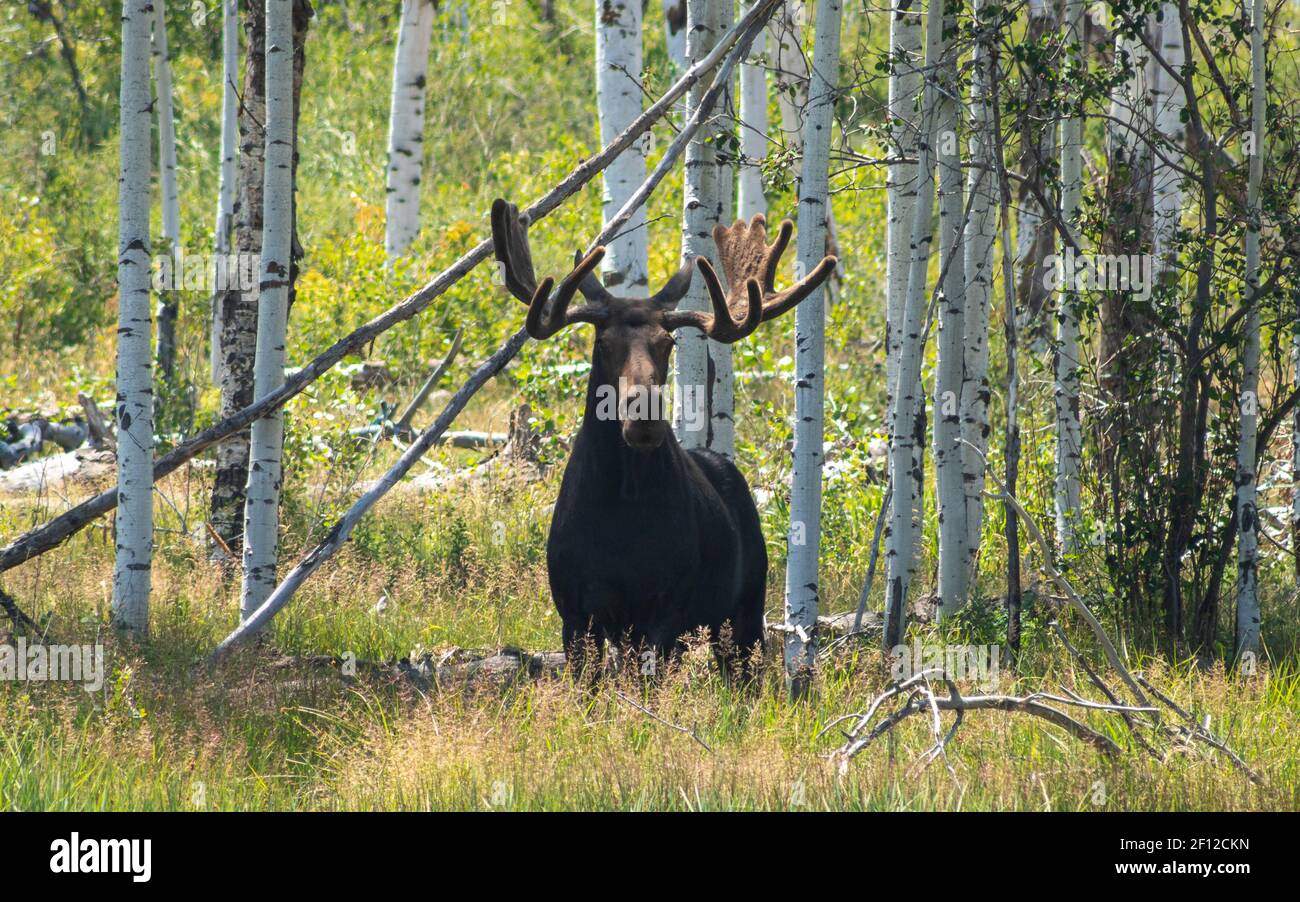A large Moose in the woods Stock Photo - Alamy