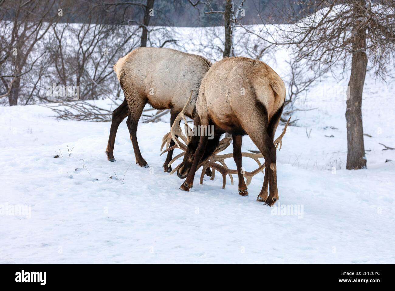 Wapiti, Bull Elk sparring, fighting behavior, (Cervus canadensis ...