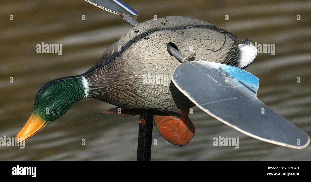An example of one of the latest fads, a spinning wing decoy, like this ...