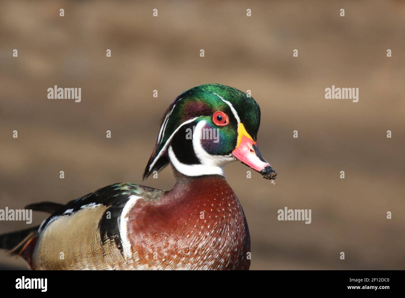 Close up of a wood duck drake Aix sponsa showing spectacular breeding ...