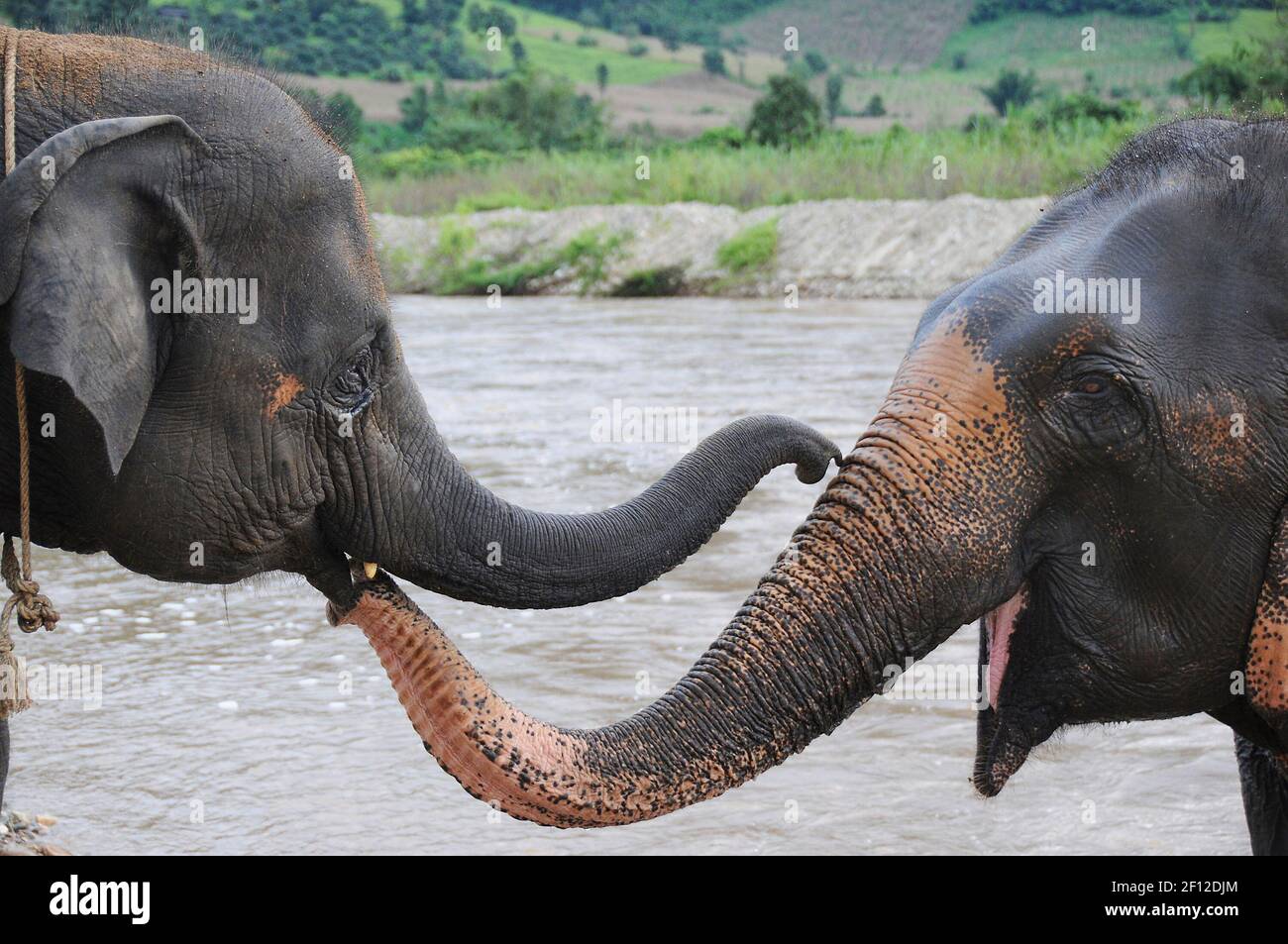Happy to see each other, rescued elephants Faa-Sai, 4, left, and Mae ...