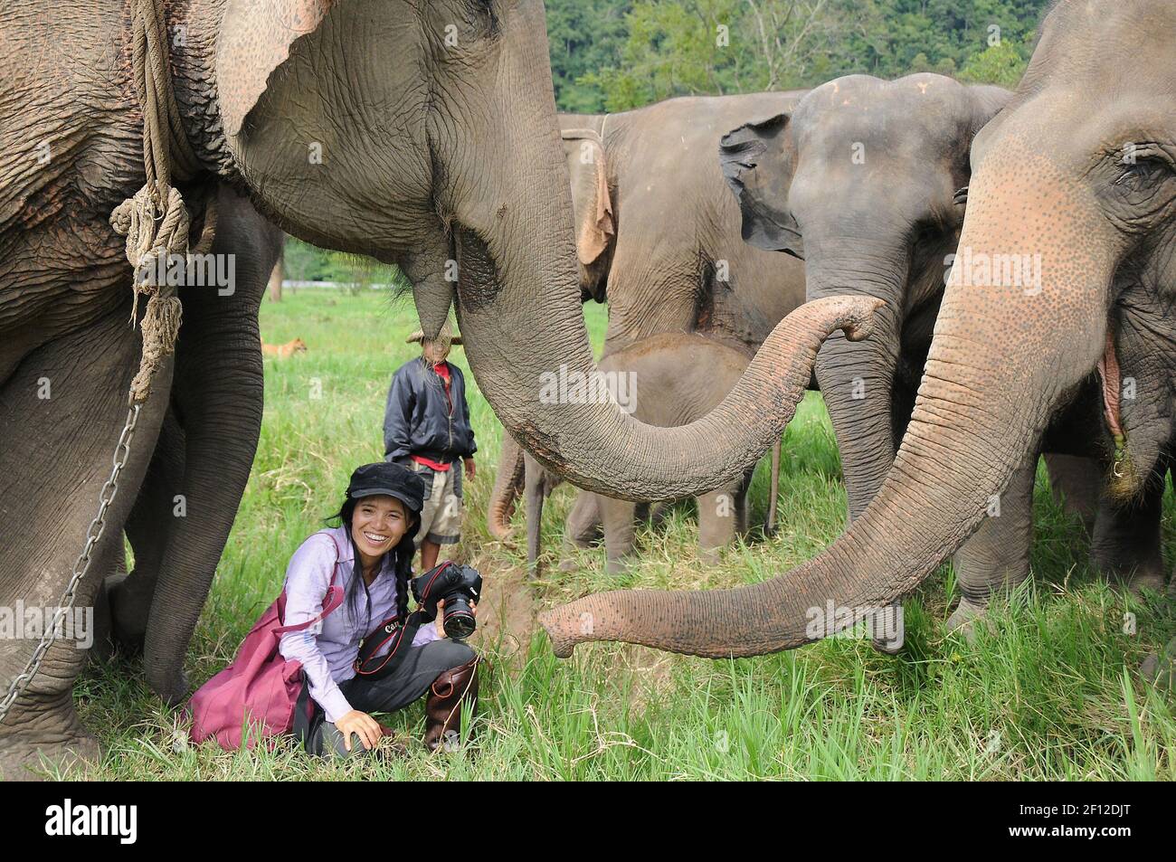 Sangduen Chailert, known as Lek, is surrounded by a herd of elephants she rescued at the ...