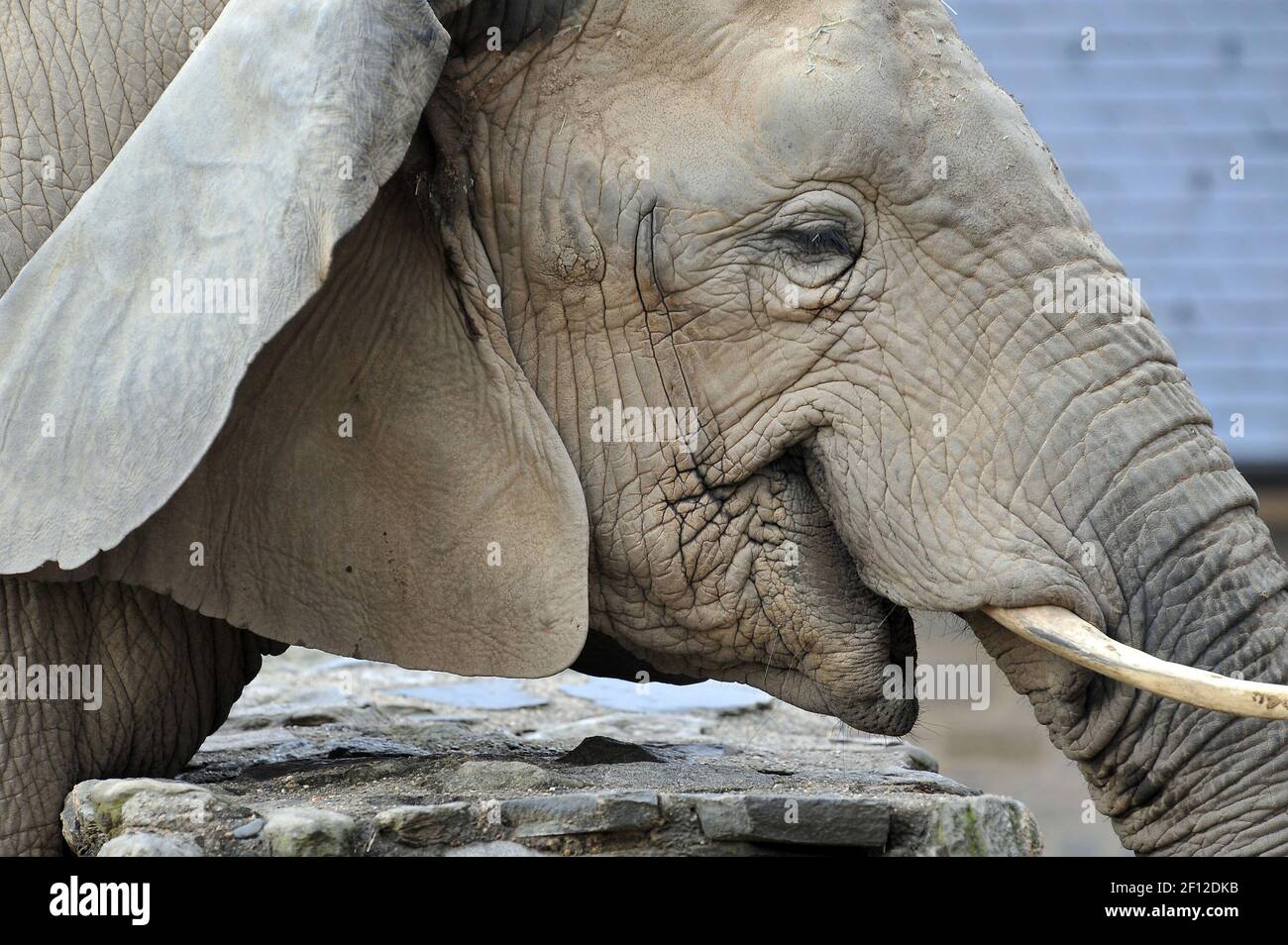 Kallie, one of the two African elephants that is now living at the ...