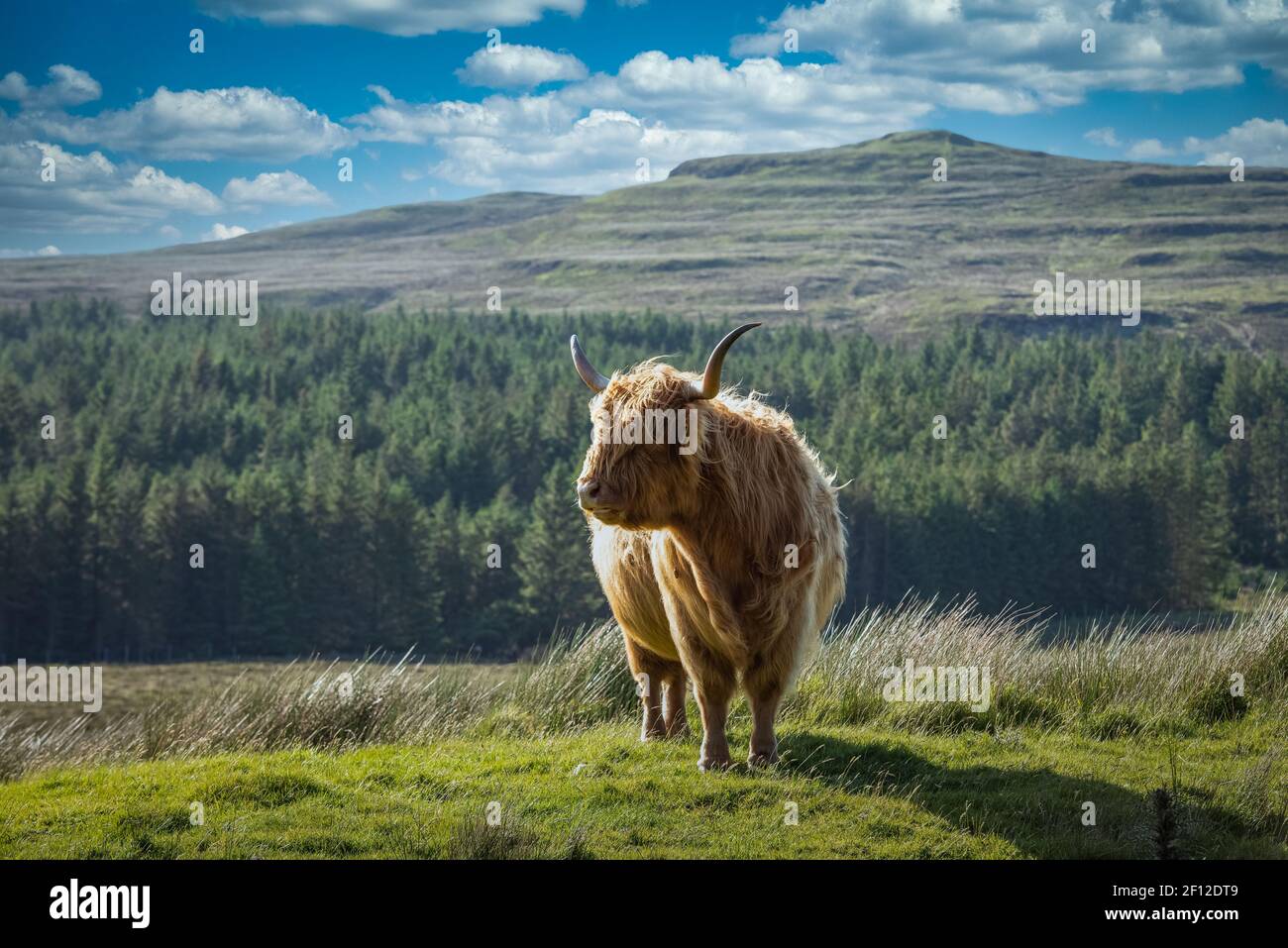 Highland cattle on the Isle of Skye, Scotland Stock Photo - Alamy