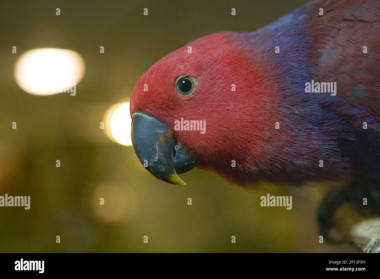 This Grand Electus parrot resides at the home of Marty and Marcy Dunne ...
