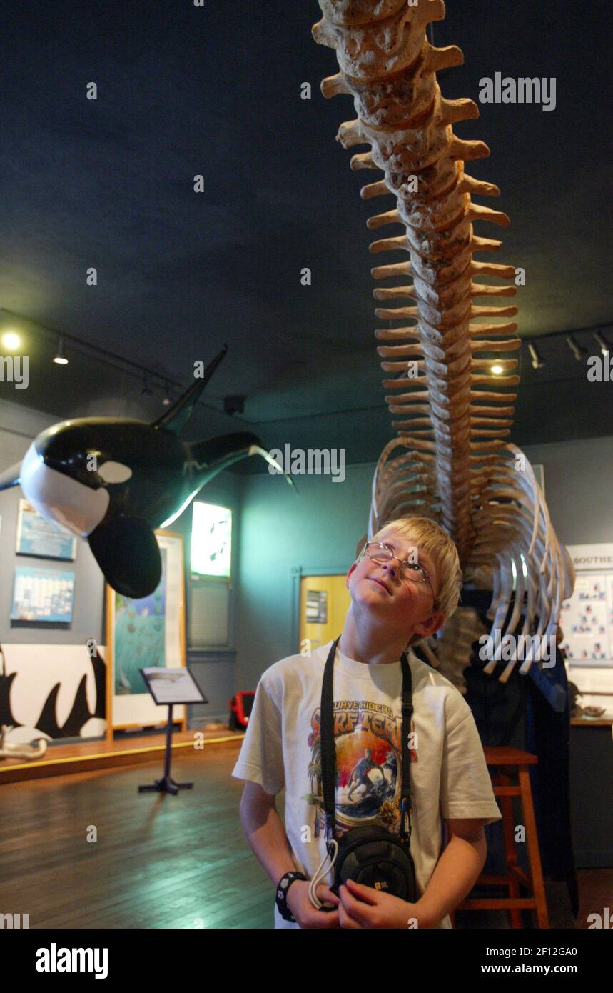 At the Whale Museum in Friday Harbor on San Juan Island, Cameron Varcoe ...