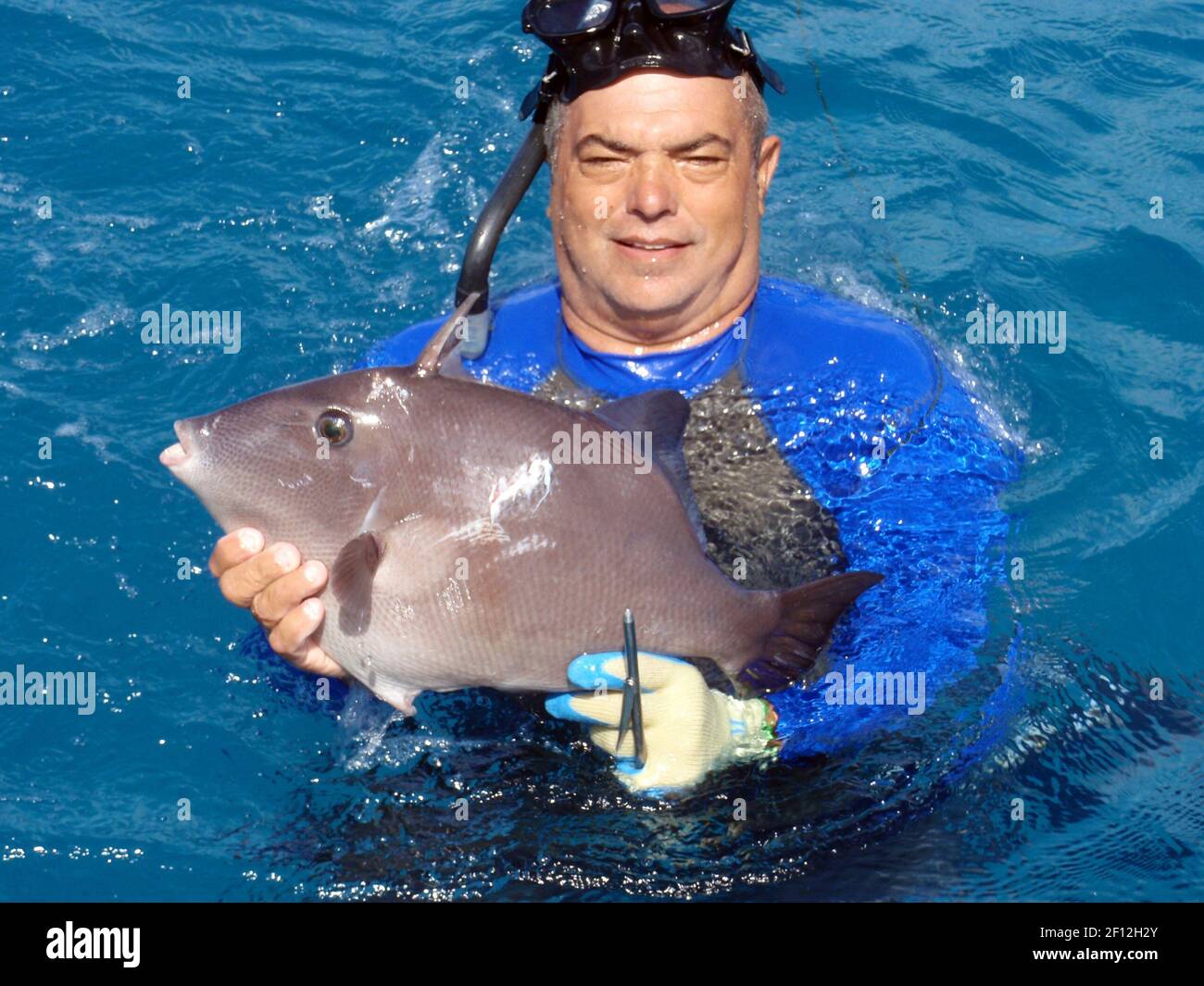 Free diver Tony Miranda has been spearfishing with John Campbell for ...