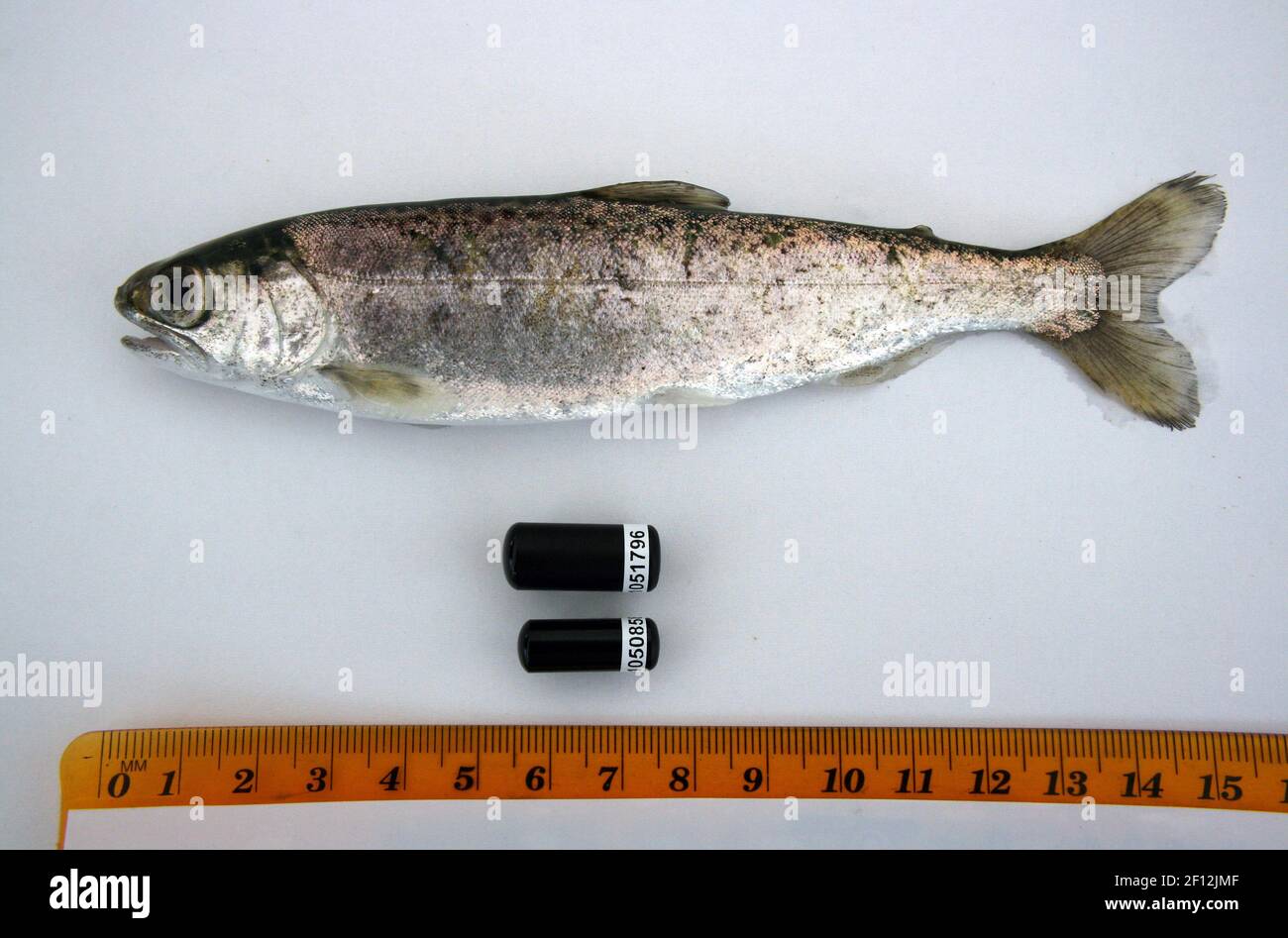 The size of a juvenile Chinook salmon is shown relative to two acoustic ...