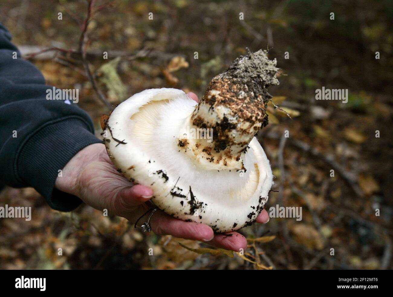 A mature Matsutake can be as big as your hand as displayed November 4 ...