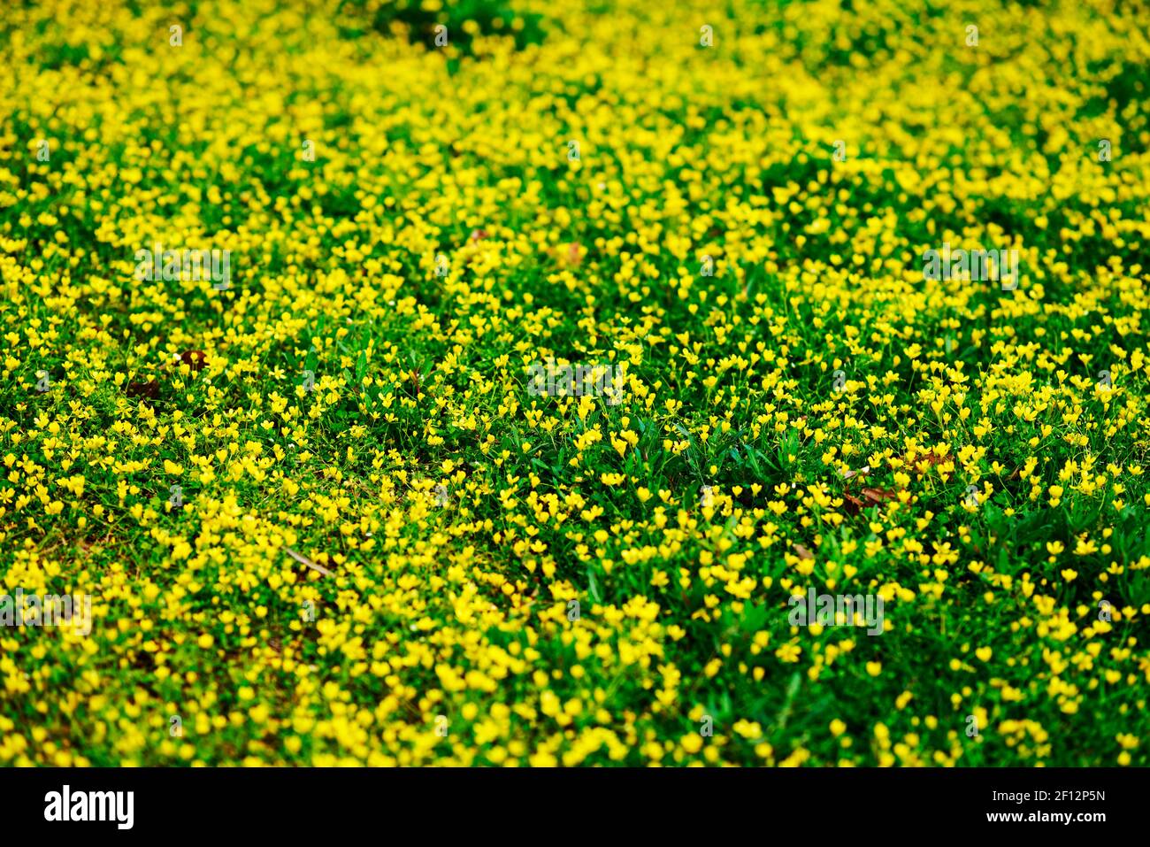 Green color gradients hi-res stock photography and images - Alamy