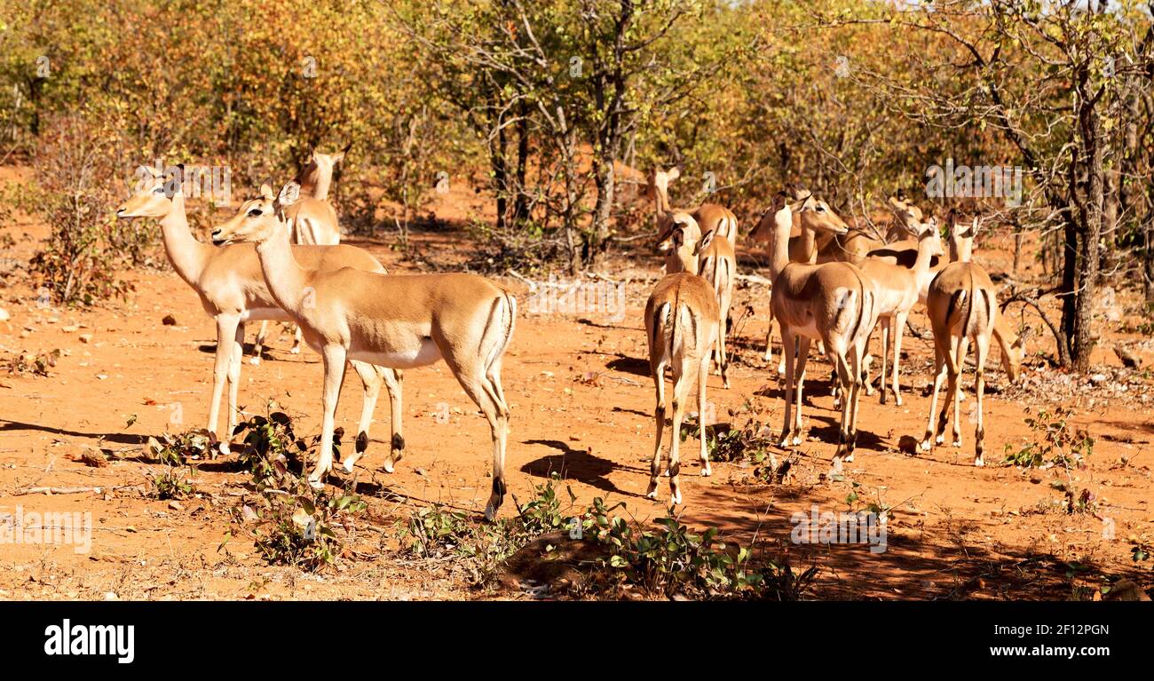 Portrait de springbok hi-res stock photography and images - Alamy