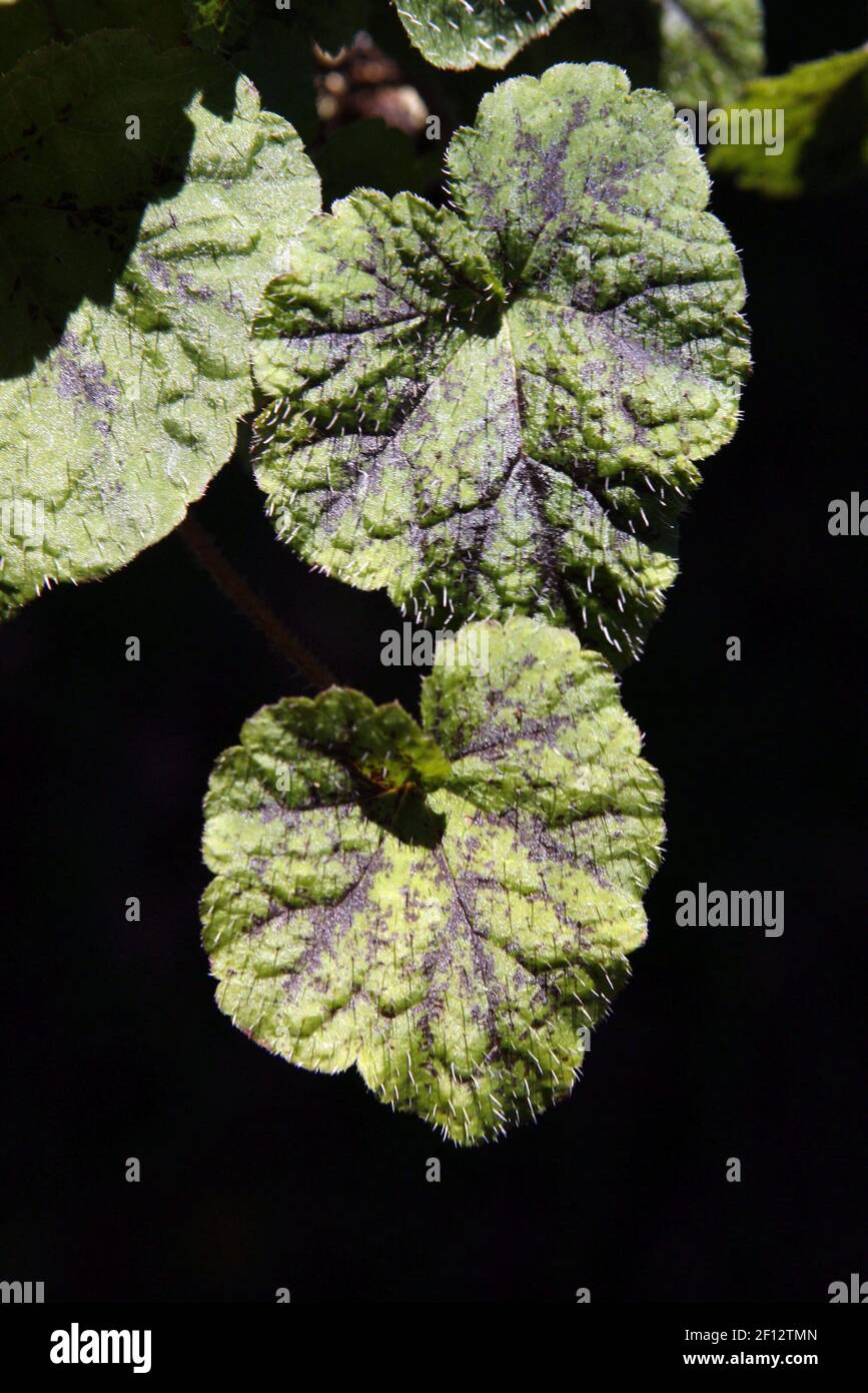 The Delaware variety of Tiarella cordifolia has distinct purple ...