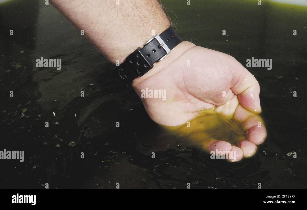 Al Stokes dips his hand into a tank green with algae at the Waddell ...