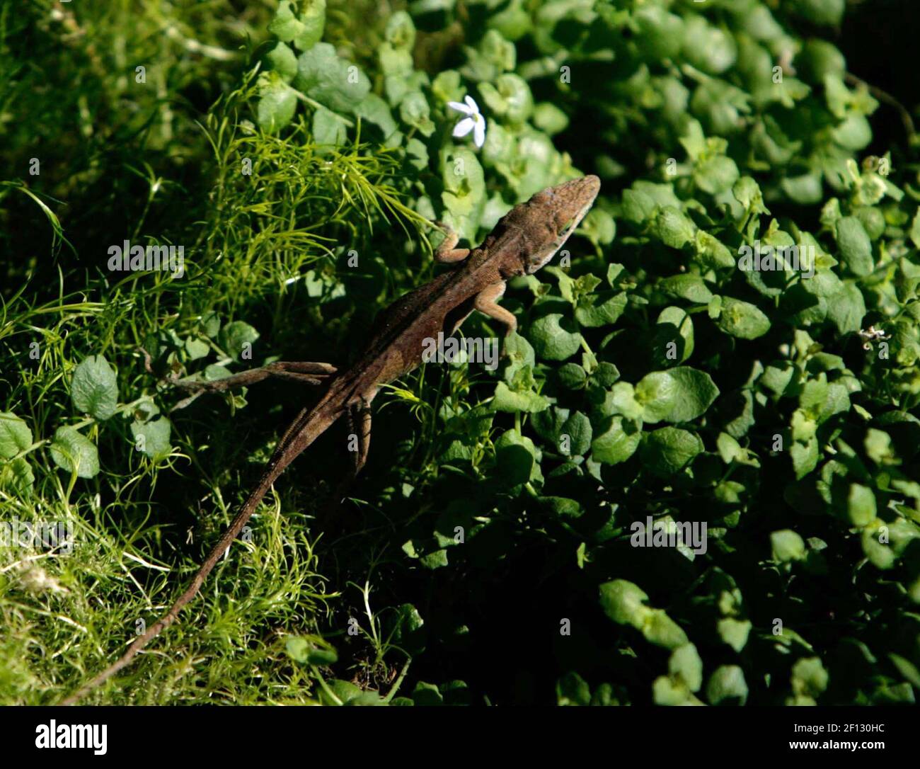 Geckos are used to keep the insect population down inside the home of ...