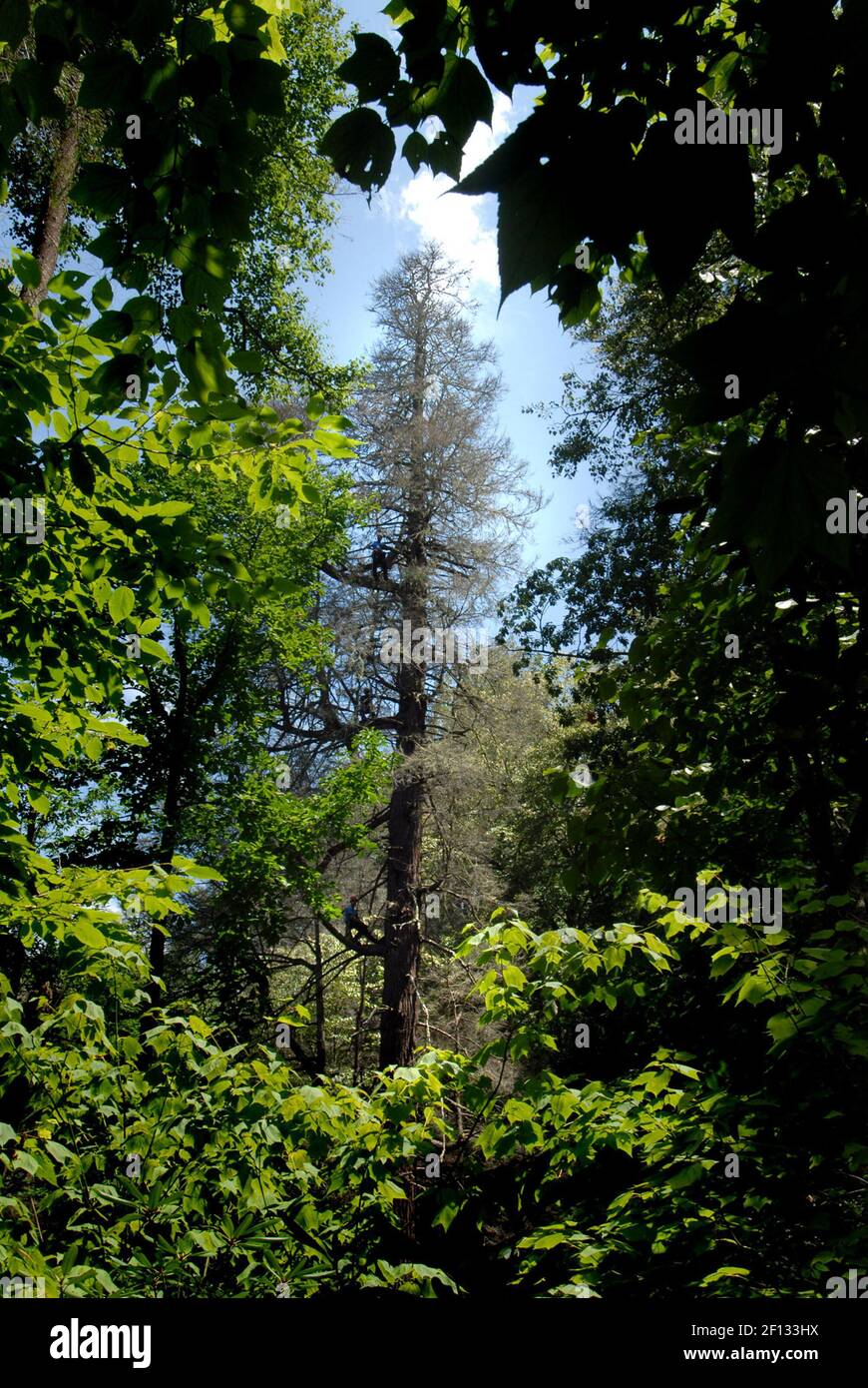 Through an opening, the entire 170 foot height of the tallest known ...