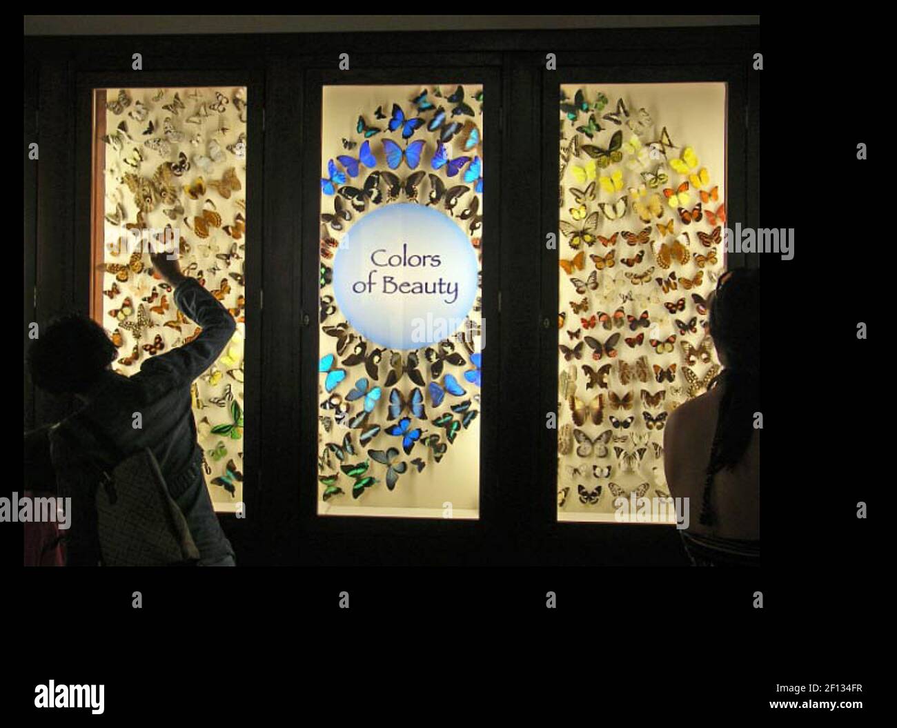 A display of butterflies from around the world can be seen at the ...