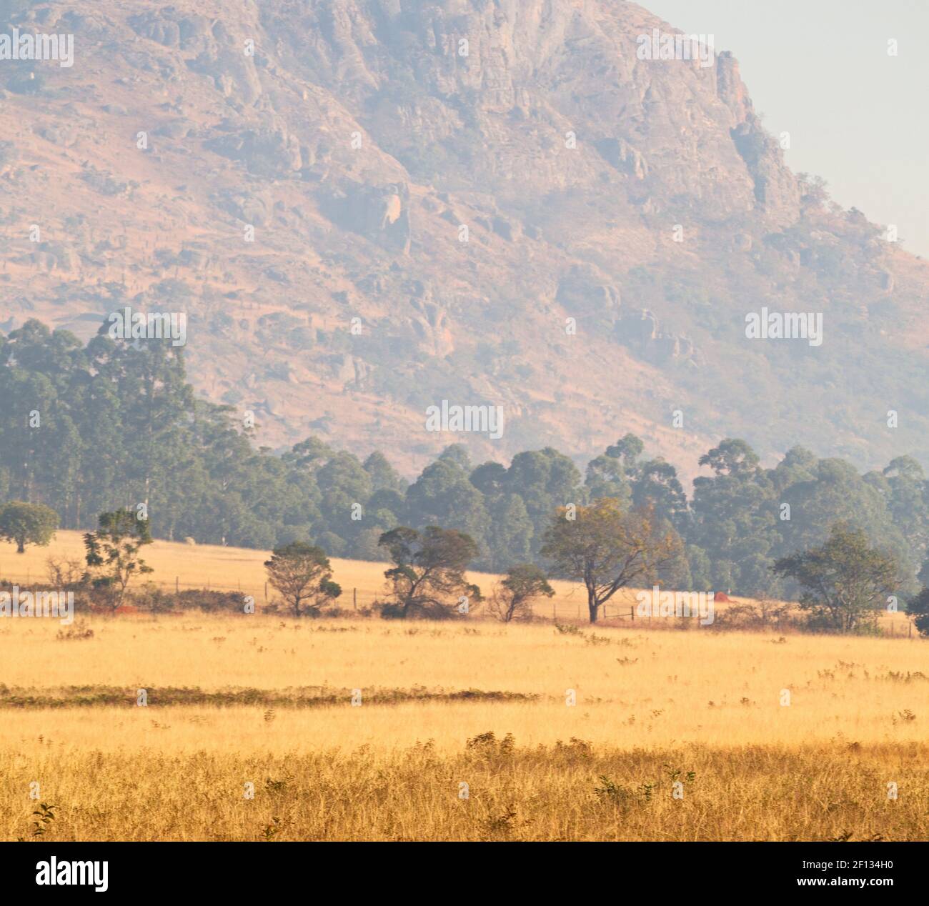 In swaziland wildlife nature reserve Stock Photo - Alamy