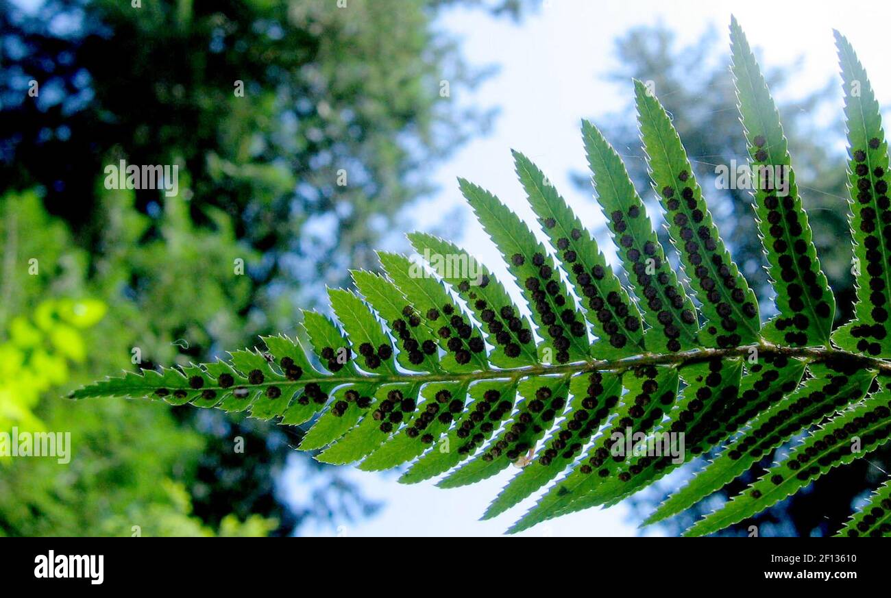 Sunlight streams through towering Douglas fir, cedar and hemlock trees ...