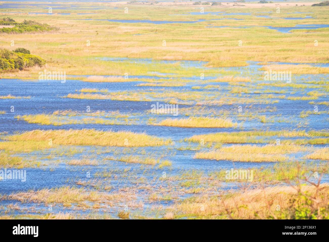 In south africa pond lake nature reserve and bush Stock Photo - Alamy
