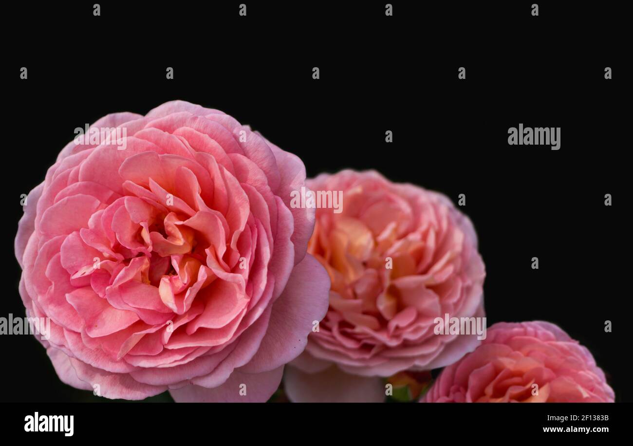 Pink wild roses on black background, dogroses Stock Photo - Alamy