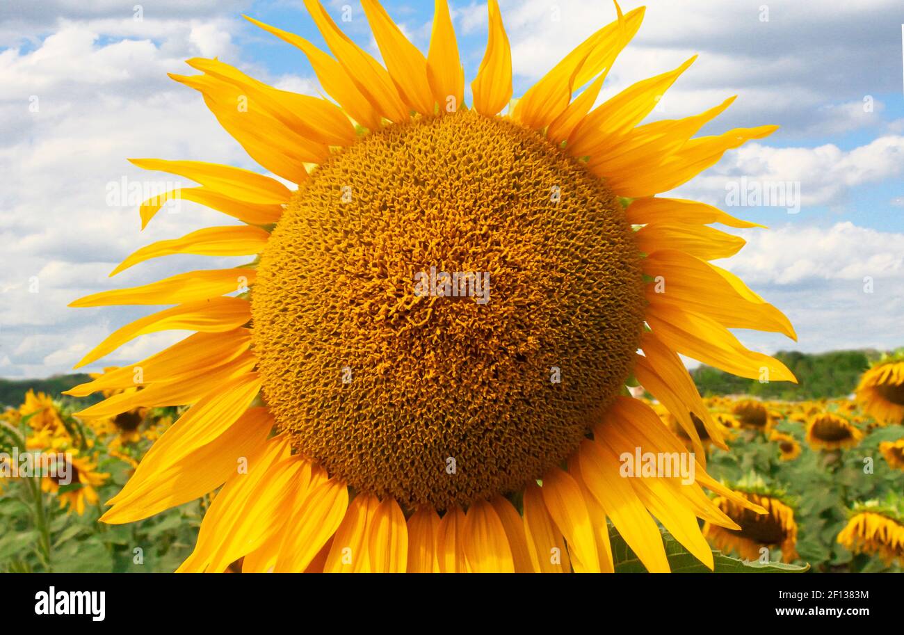 Big sunflower hi-res stock photography and images - Alamy