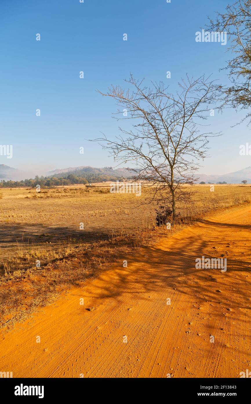 In swaziland wildlife nature reserve Stock Photo - Alamy