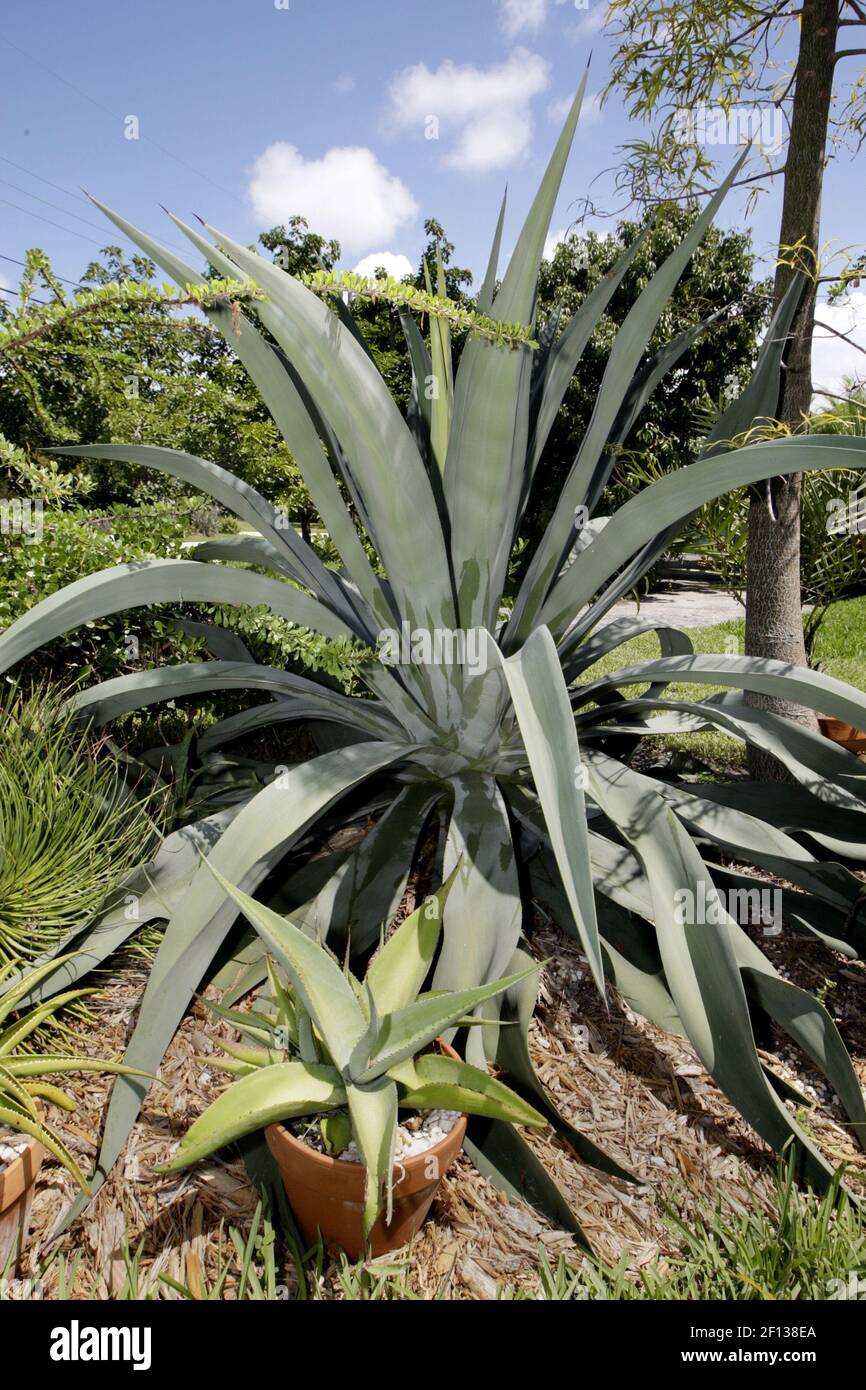An Agave neglecta (wild century plant) in Harvey Bernstein's South ...