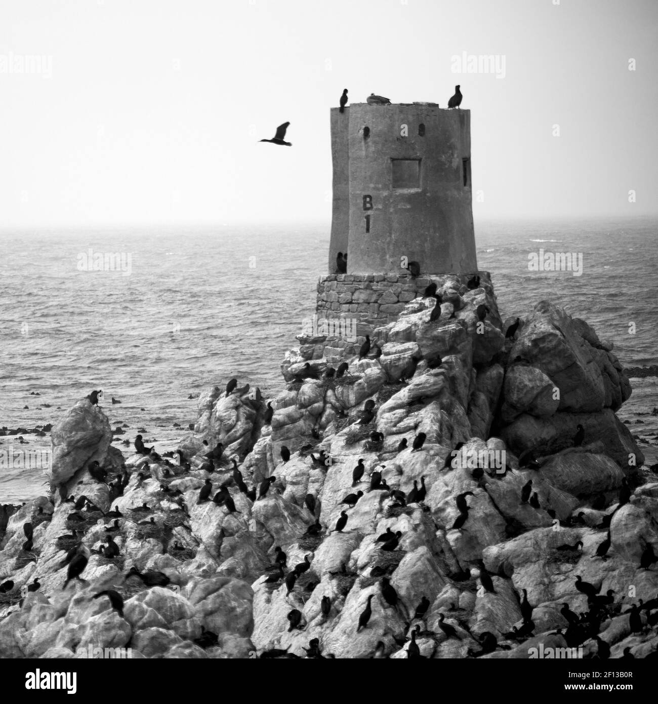 Rock nesting Black and White Stock Photos & Images - Alamy