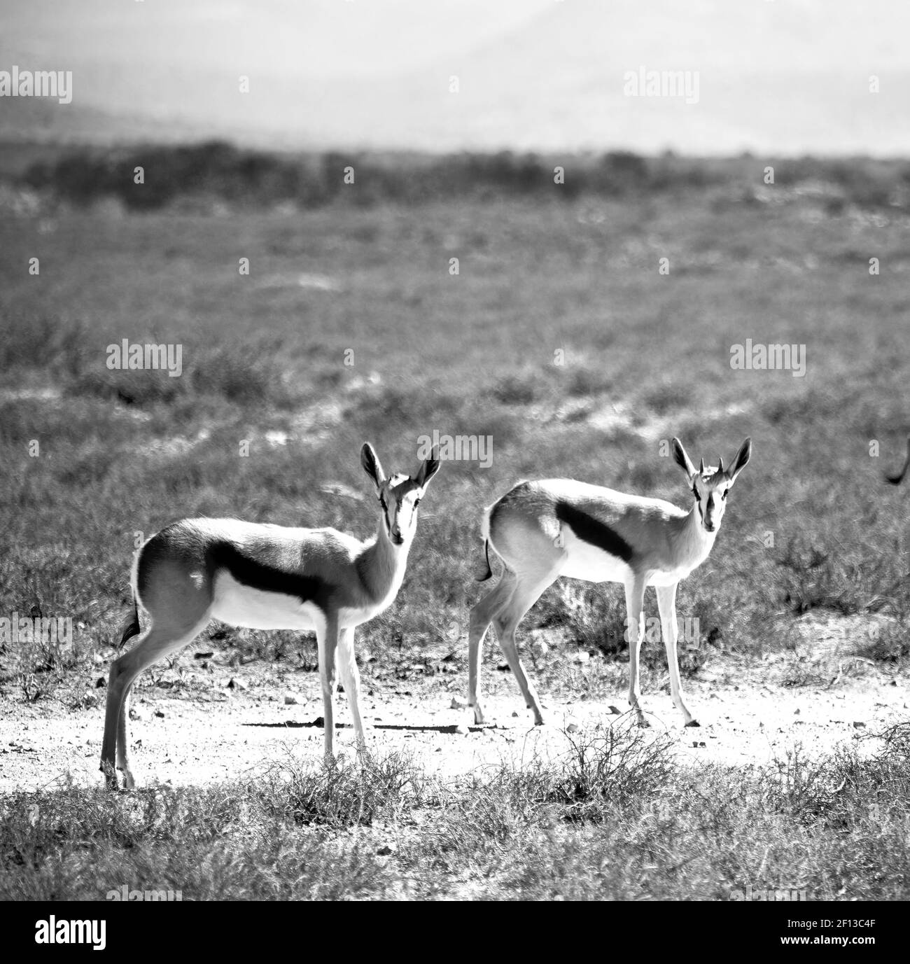 Impala national park Black and White Stock Photos & Images - Alamy