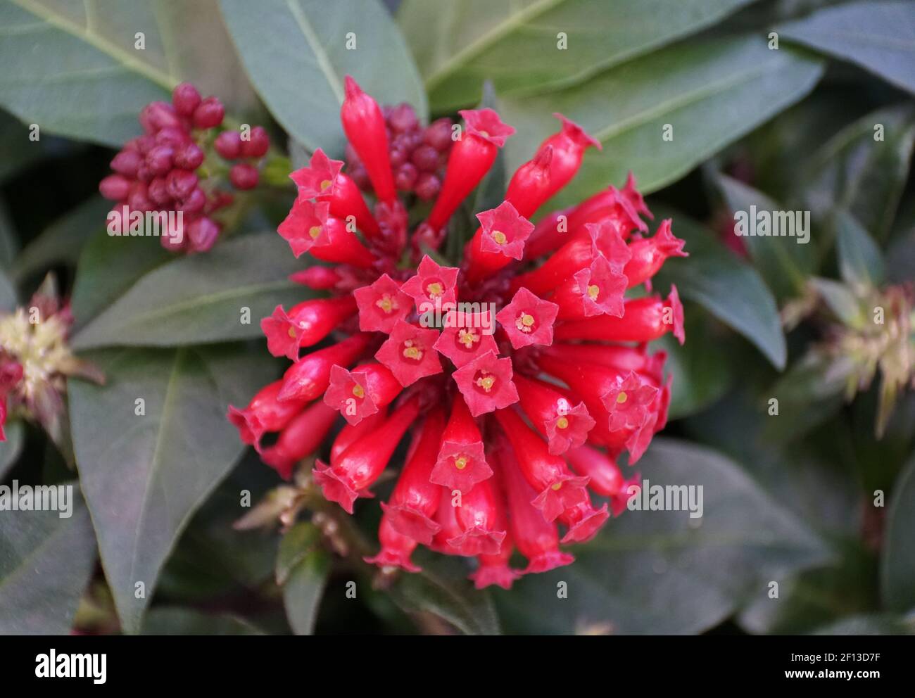 Red cestrum hi-res stock photography and images - Alamy